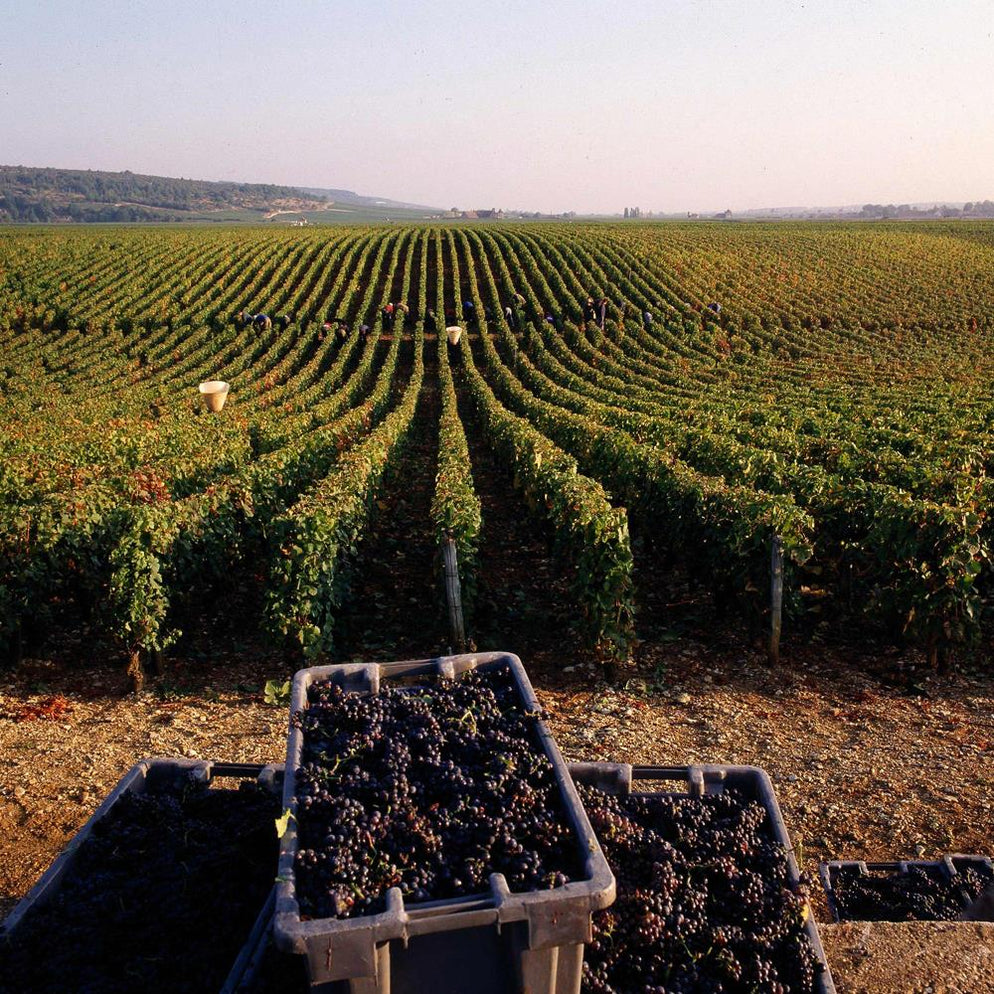 Fonseca Port Miniature Gift Set 5 x 5cl | Next Day Delivery - Cotswold ...